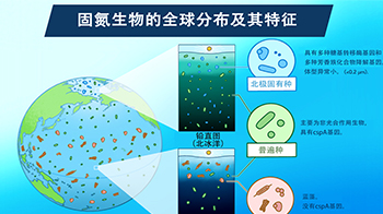 科学研究 - 东京大学和JAMSTEC成功解码北冰洋固氮生物基因组，确认北极固有种的存在 - 客观日本
